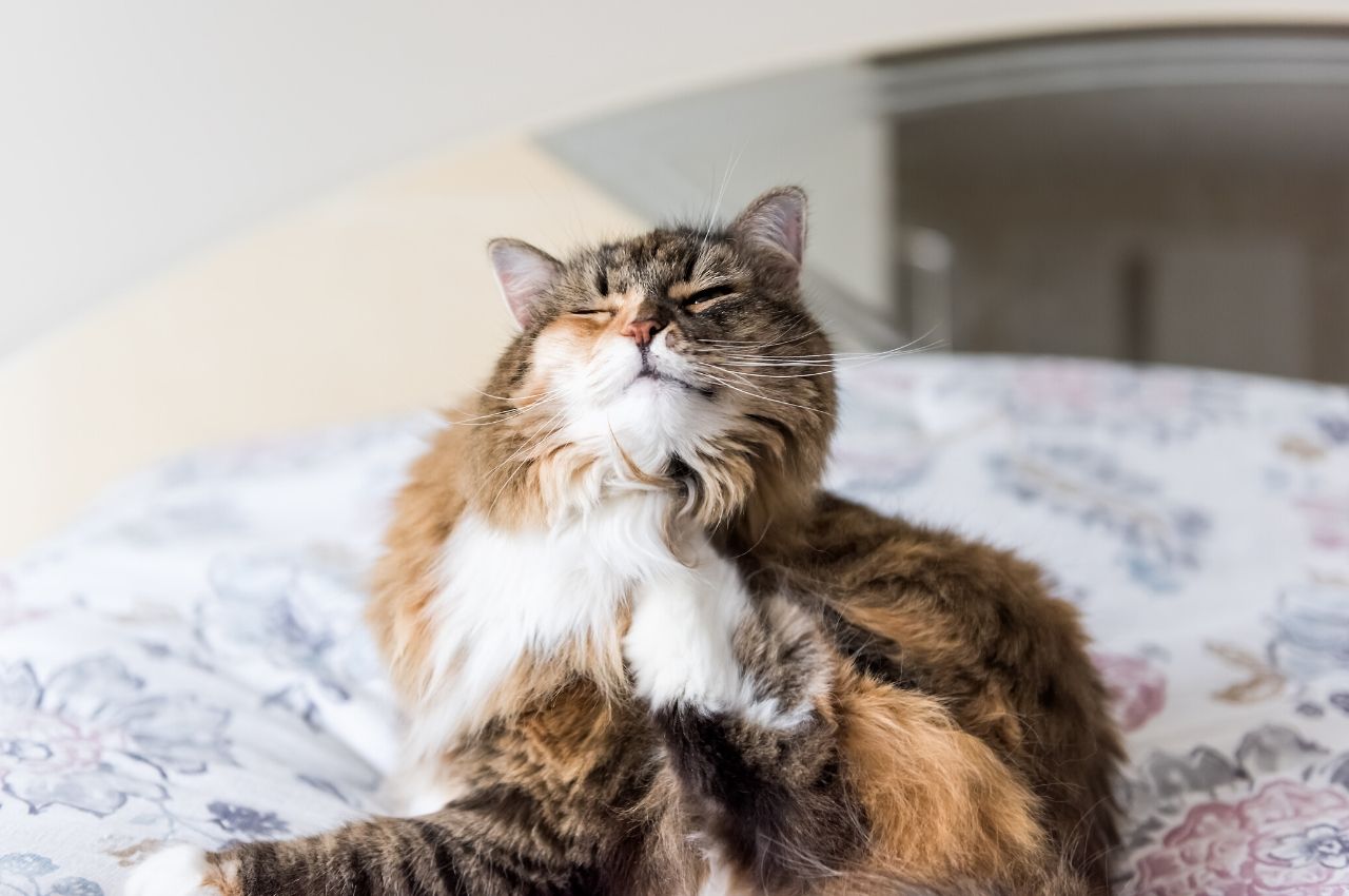 Why Is My Pet Itching, Licking, Or Scratching?