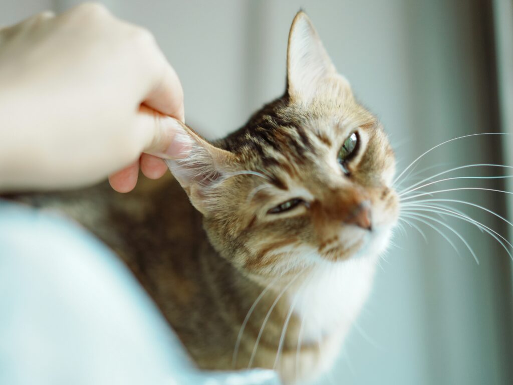 Inflammatory Ear Polyps In Cats | Veterinary Skin & Ear | LA