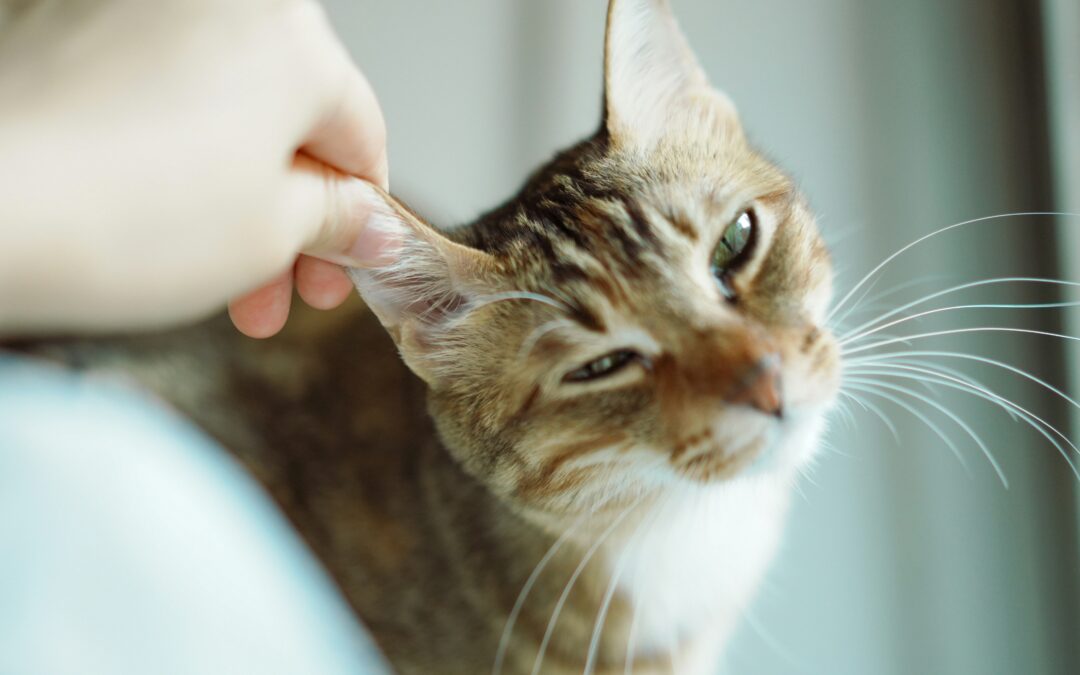 Inflammatory Ear Polyps In Cats | Veterinary Skin & Ear | LA